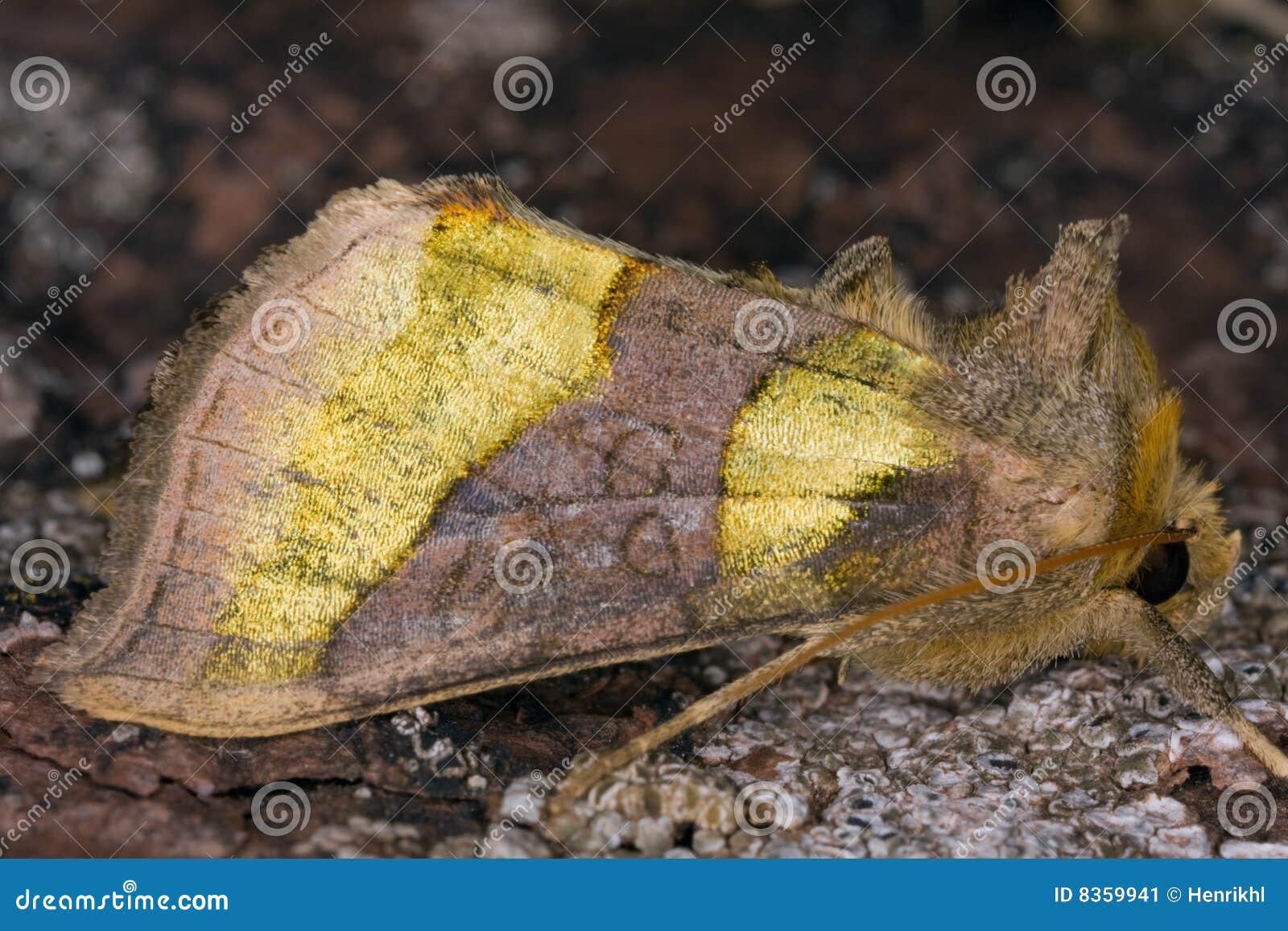 Burnished Brass stock image. Image of focus, wildlife - 8359941