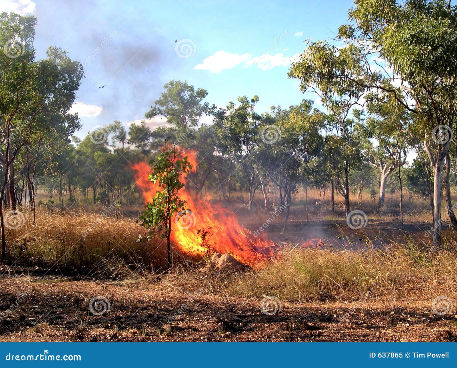 Burnoff, australia stock image. Image of danger, nature - 637865
