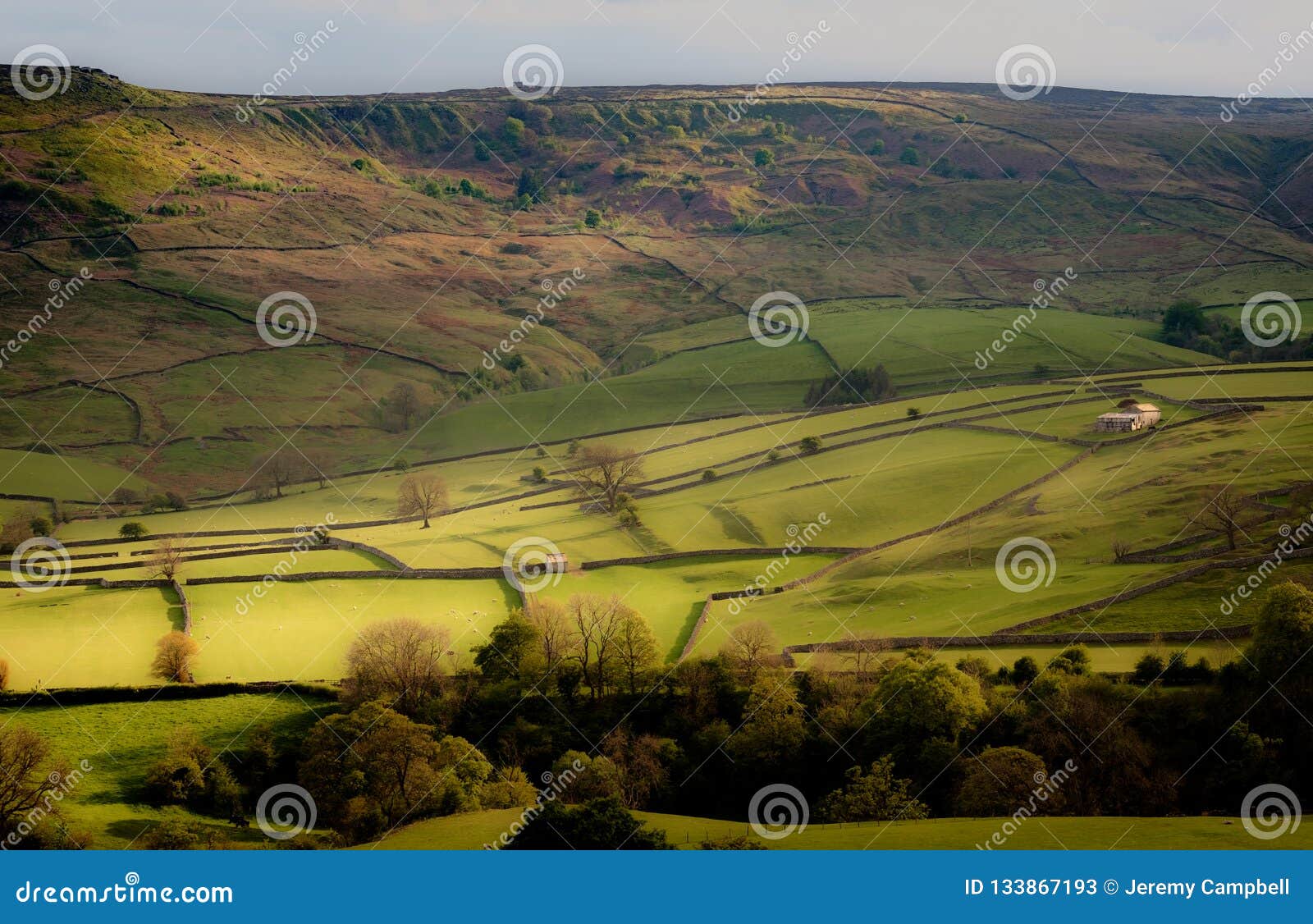Burnsall Fields, Yorkshire Dales Stock Image - Image of sheep, hill ...