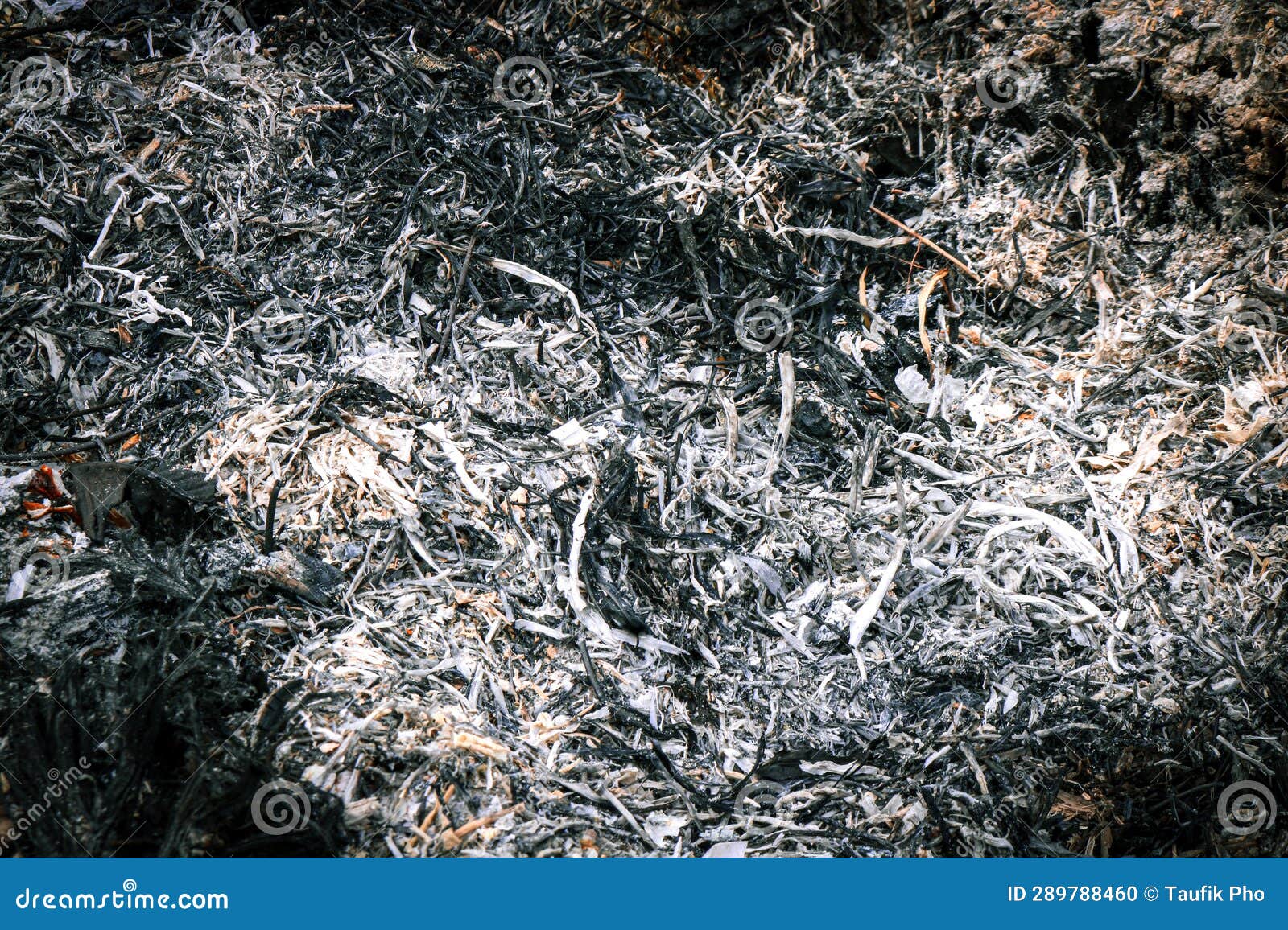 Ash stock photo. Image of branch, soil, garden, burnt - 289788460