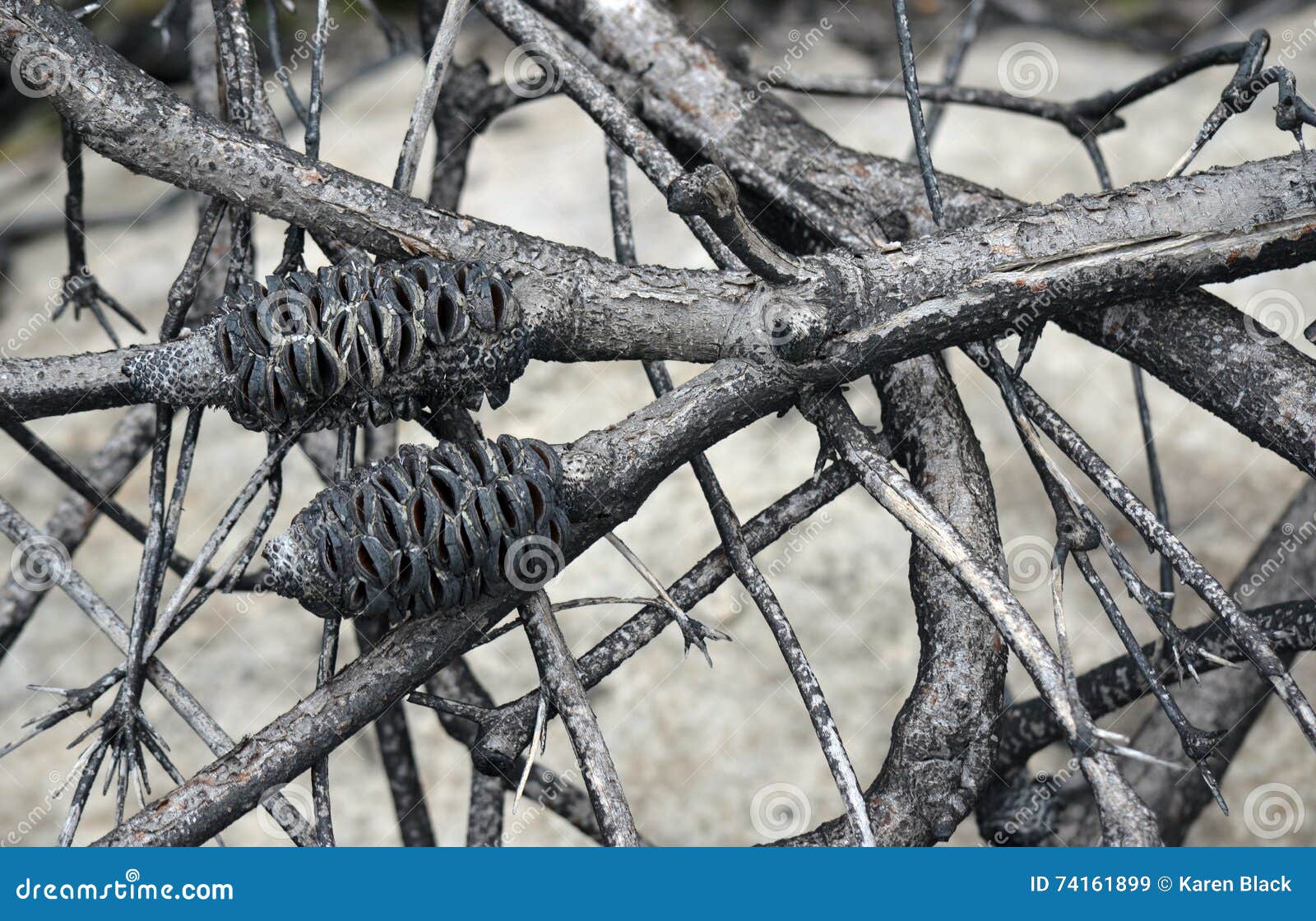 Burnt Australian Banksia Tree Branches after a Bushfire Stock Image ...
