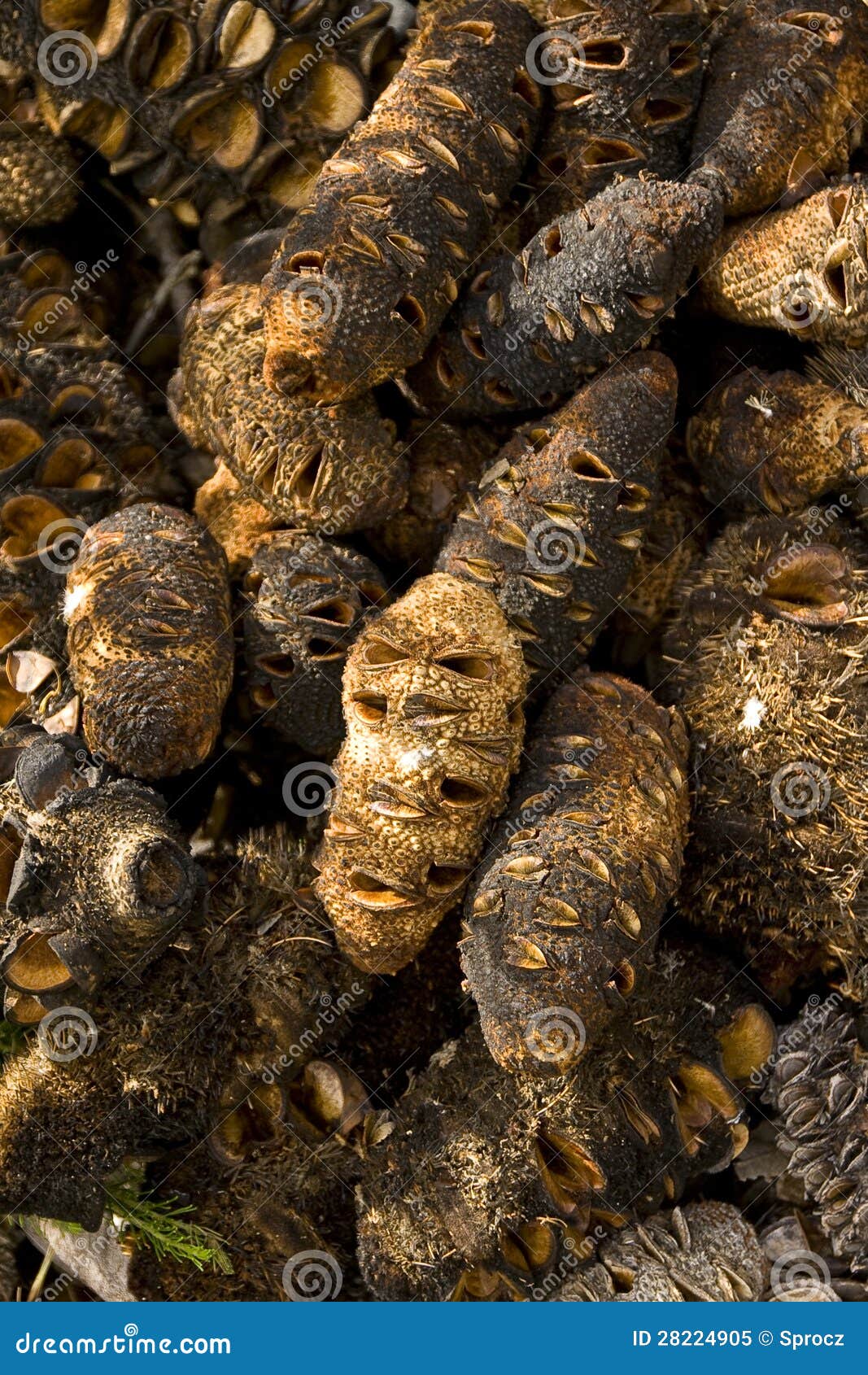 Burnt Banksia fruit stock image. Image of banksia, burnt - 28224905