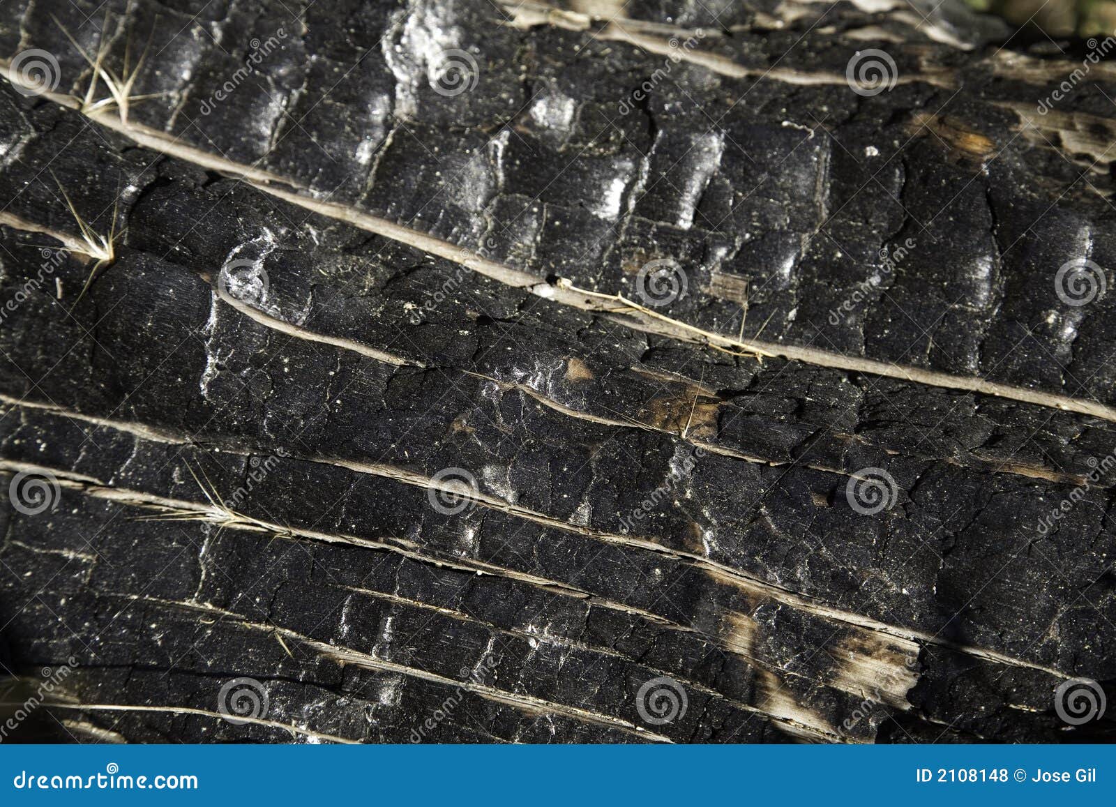 Burnt Bark stock photo. Image of forrest, wilderness, trunk - 2108148