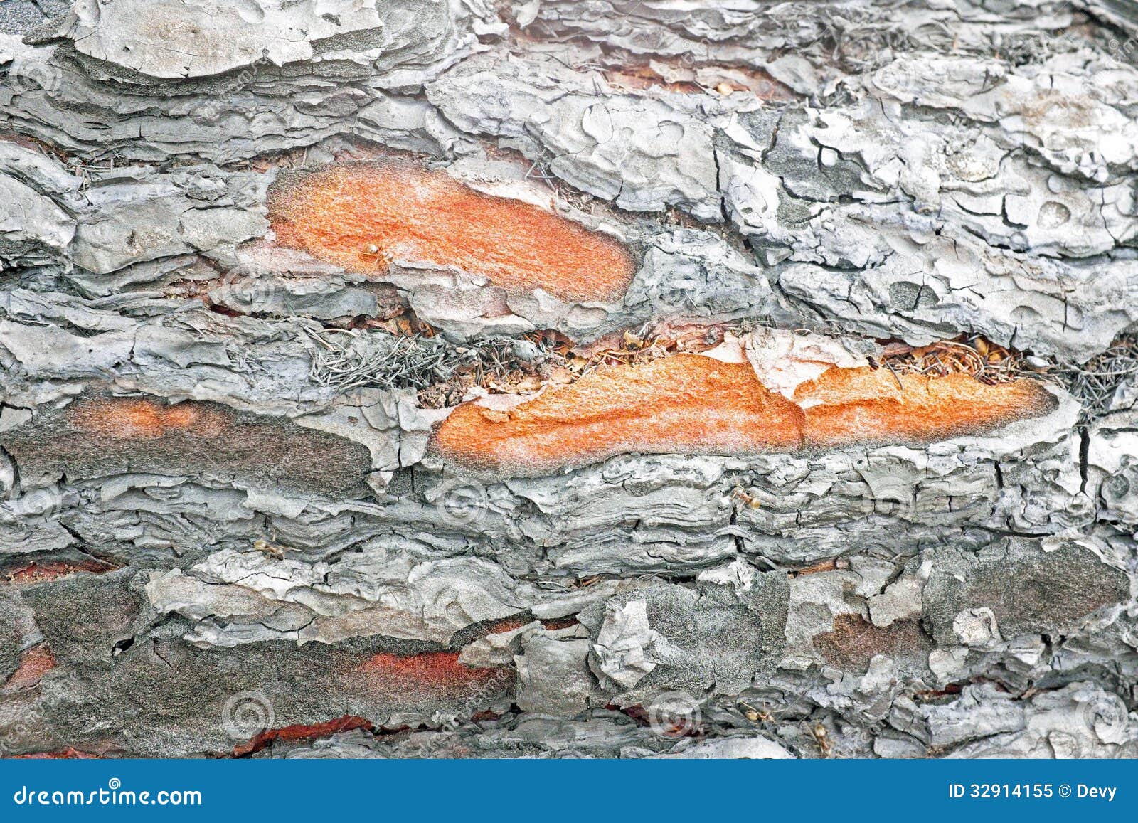 Burnt Bark from an Eucalyptus Tree Close Up Stock Image - Image of ...