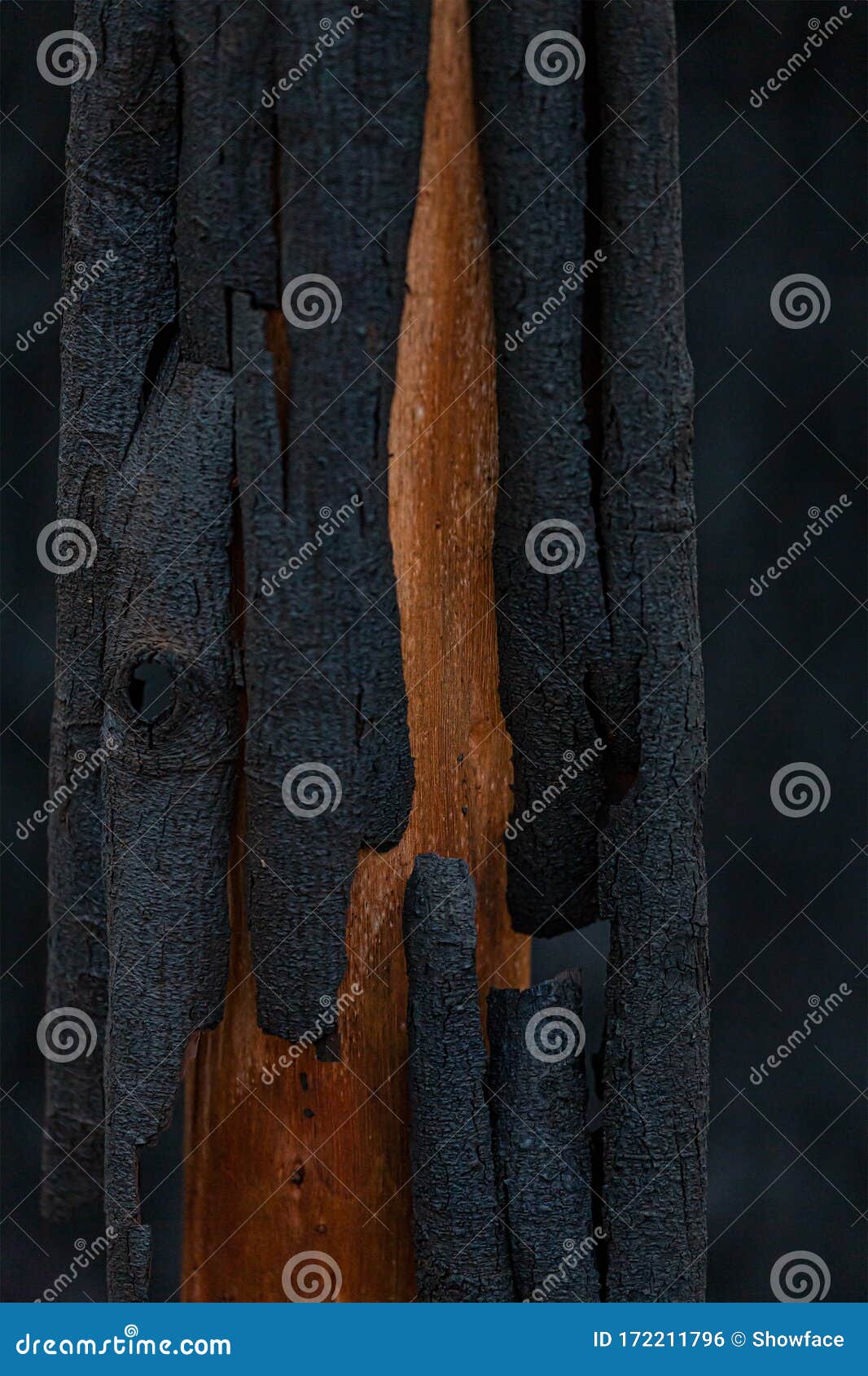 Burnt Bark is Shed by the Tree after Bush Fire Stock Photo - Image of ...