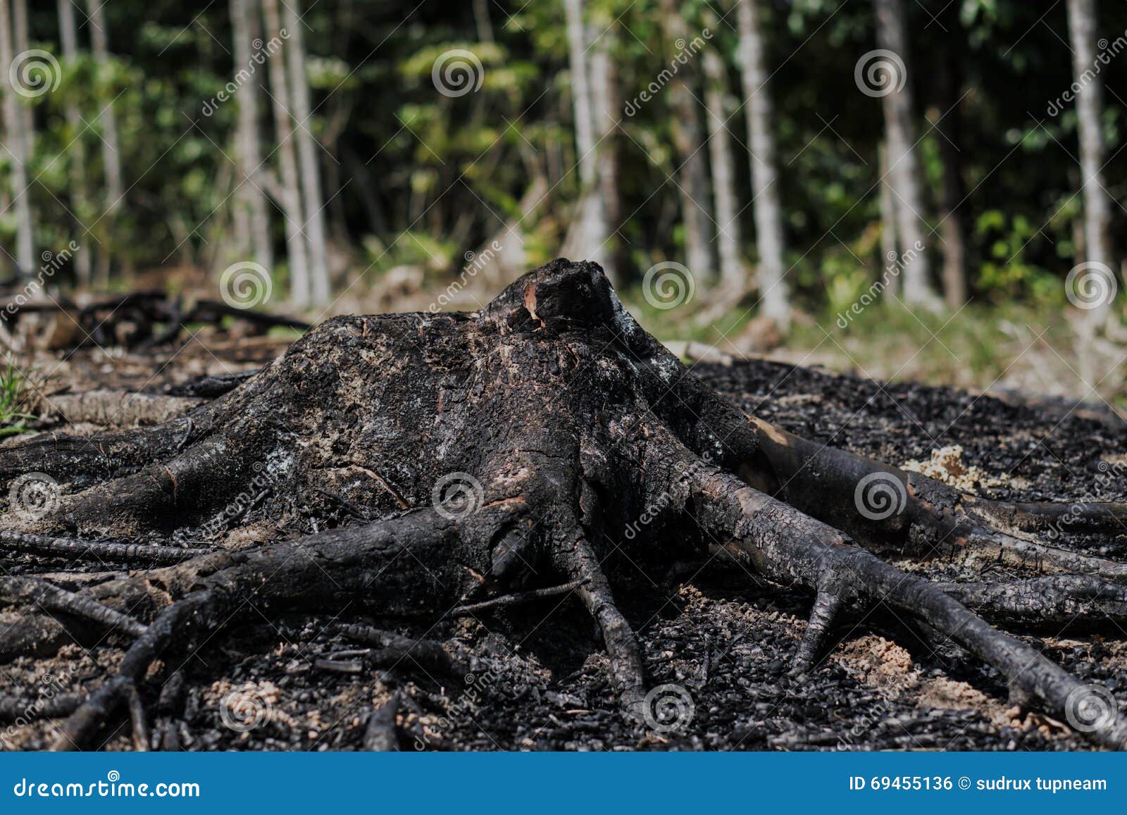 Burnt Black Eucalypt Gum Tree Stump Stock Photo - Image of eucalypt ...
