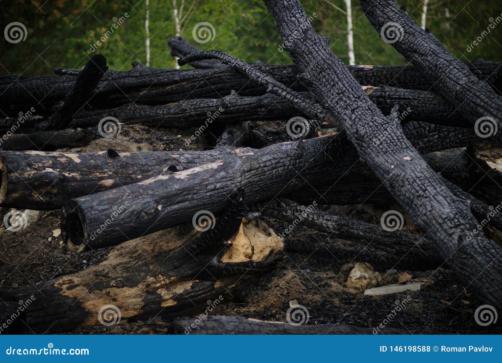 Burnt Black Forest after the Fire Stock Photo - Image of charcoal, tree ...