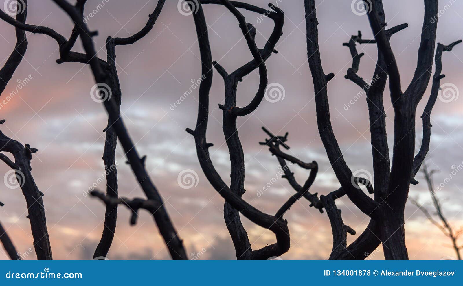 Burnt Black Tree Branches after a Fire in Forest Stock Photo - Image of ...