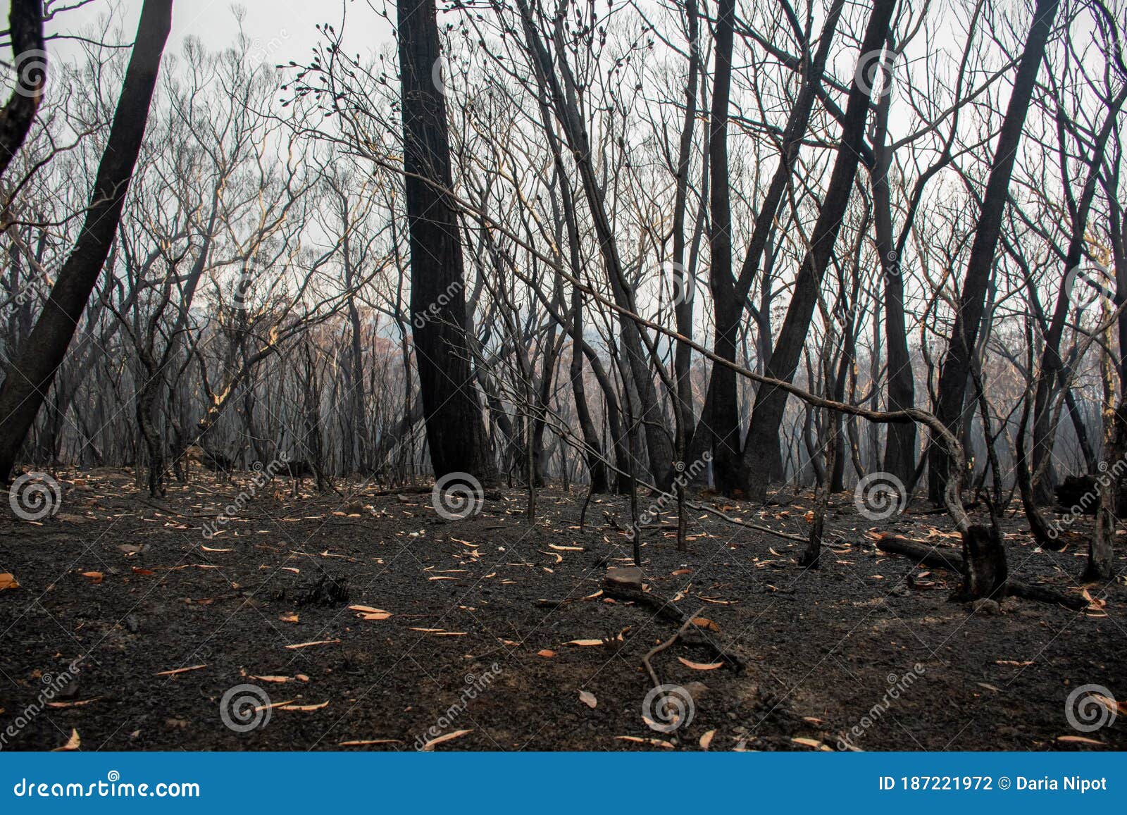 Wildfire, Bushfire, Wildland, Rural Fire Unplanned, Uncontrolled And ...