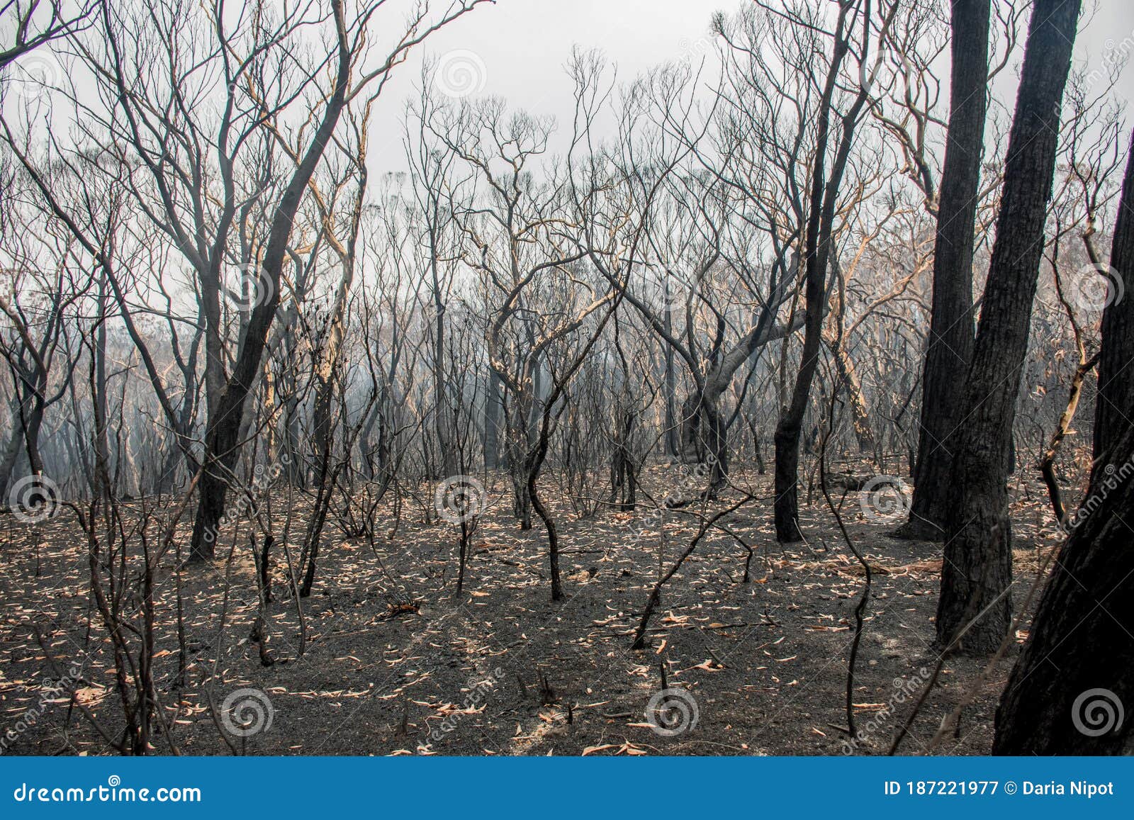 Burnt Black Trees Damaged by Severe Wildfire. Bushfire Stock Image ...