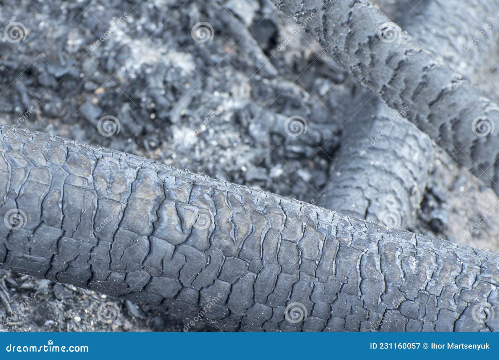 Burnt Black Trees Damaged By Severe Wildfire. Bushfire. Forest Fire ...
