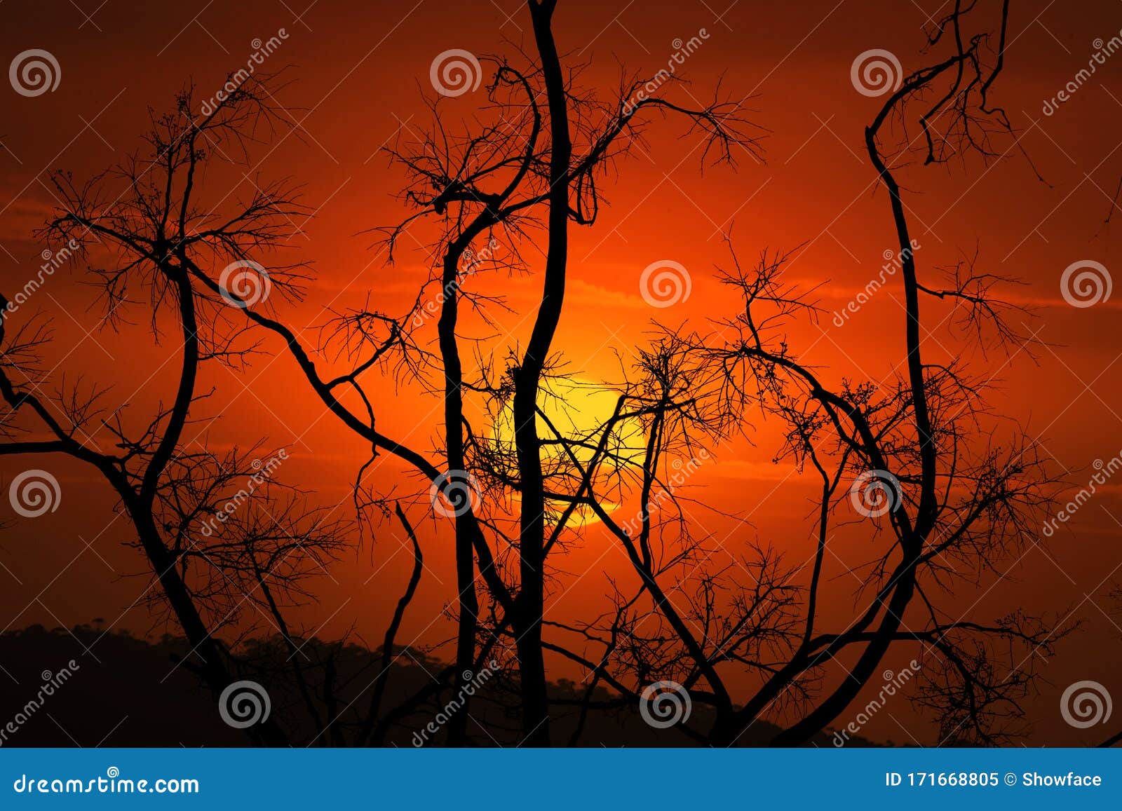 Burnt and Blackened Branches after Bush Fires in Australia Stock Image ...