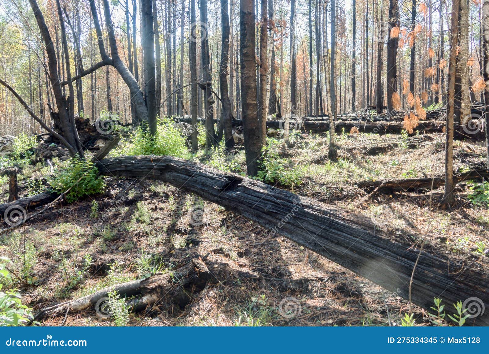 Burnt boreal forests stock image. Image of lifeless - 275334345