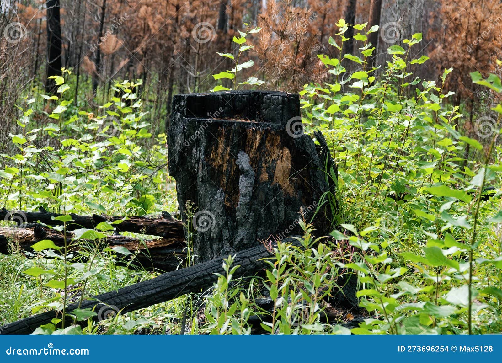 Burnt boreal forests stock photo. Image of forests, rampike - 273696254