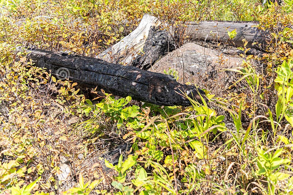 Burnt Branch in Forest after a Forest Fire Wild Fire Stock Image ...