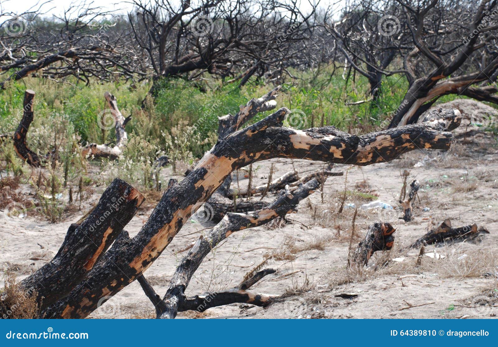 Burnt Branches stock photo. Image of europe, forest, green - 64389810