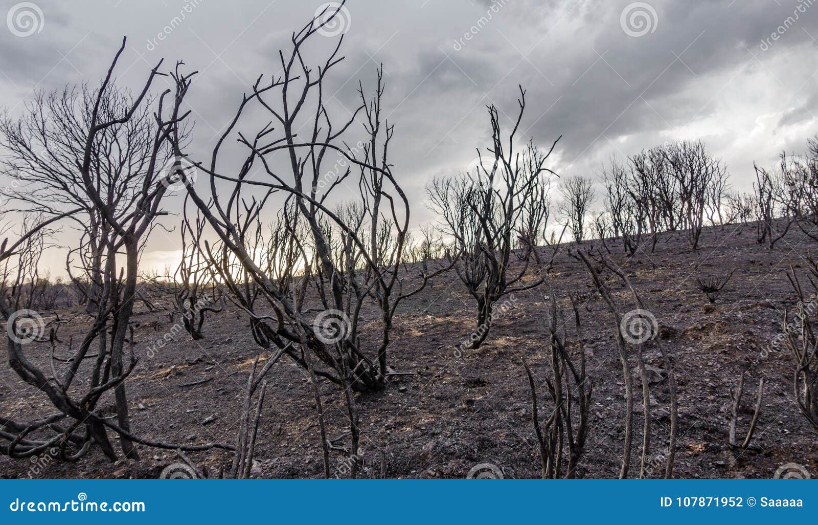 Devastated burnt forest stock photo. Image of devastated - 107871952