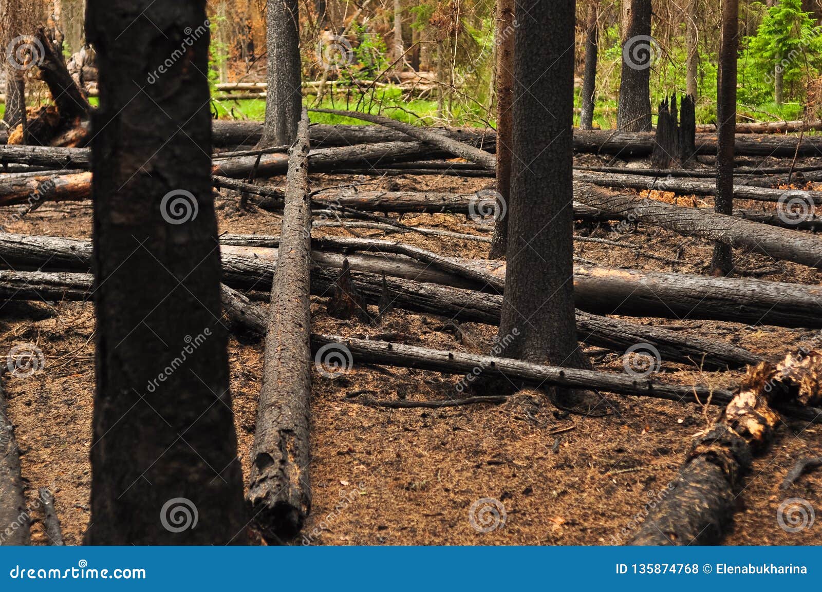 Burnt Charred Fallen Trees after a Forest Fire Stock Photo - Image of ...