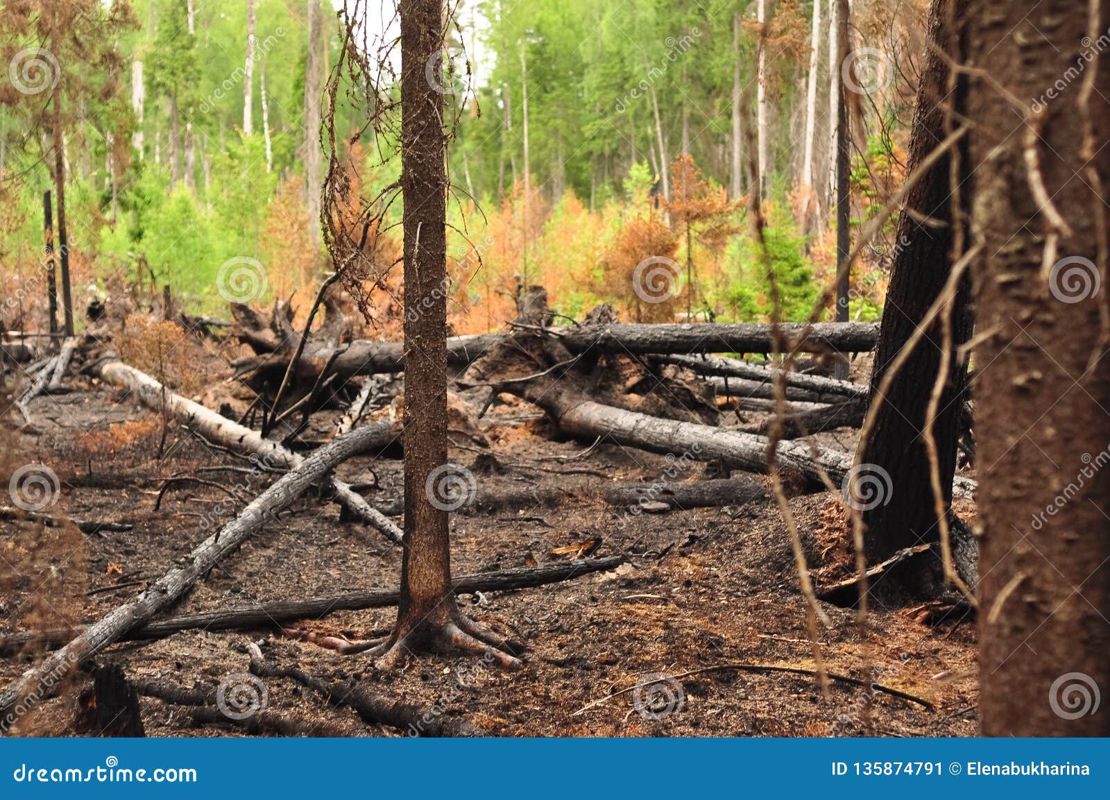Burnt Charred Fallen Trees after a Forest Fire Stock Image - Image of ...