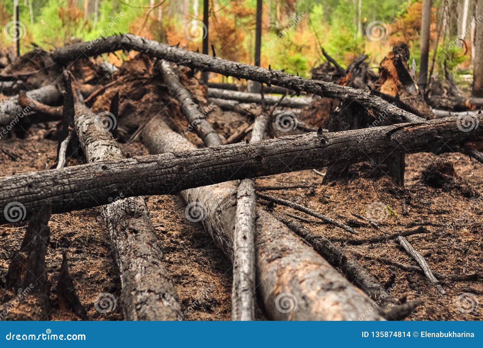 Burnt Charred Fallen Trees after a Forest Fire Stock Photo - Image of ...