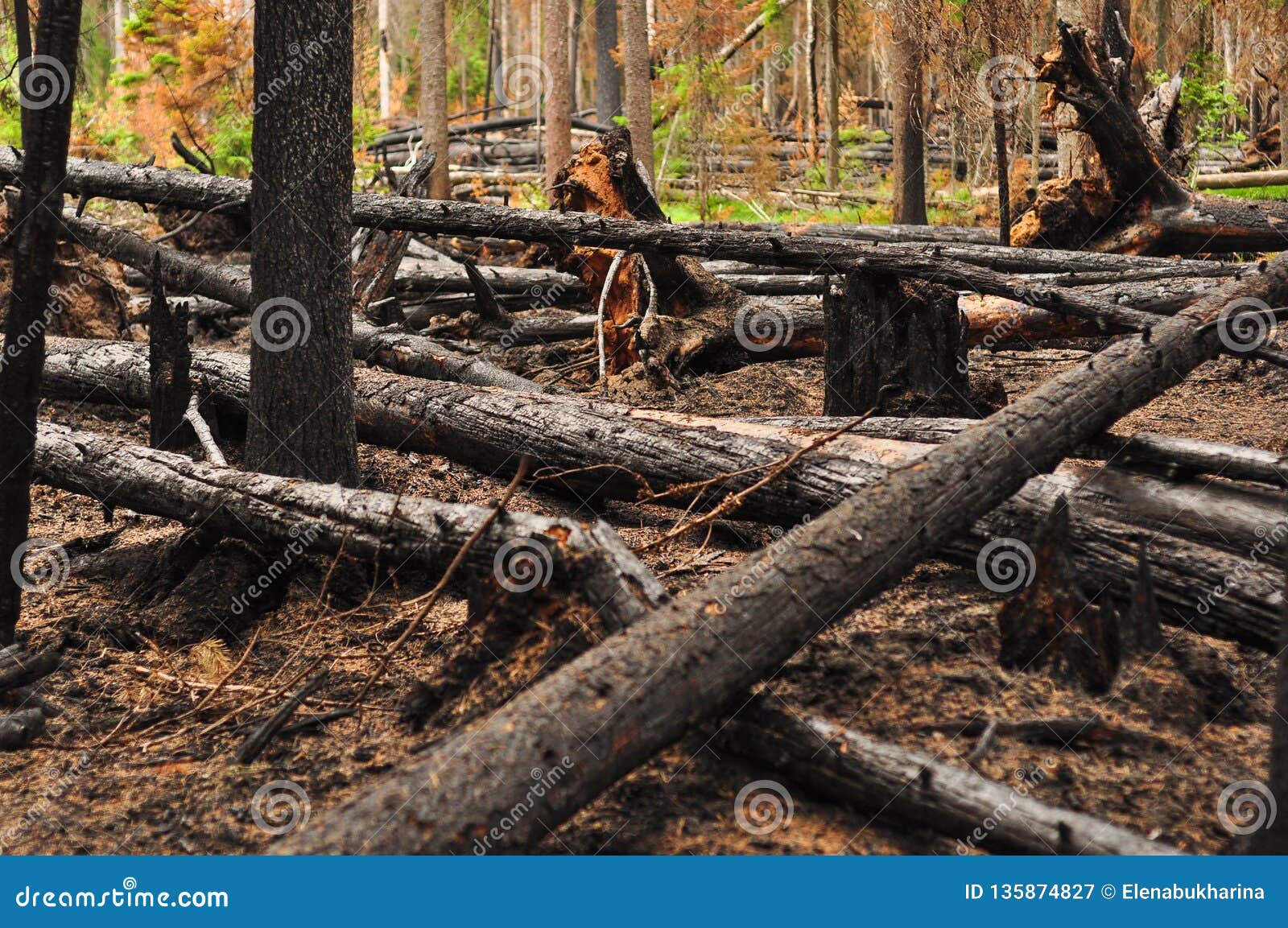 Burnt Charred Fallen Trees after a Forest Fire Stock Image - Image of ...