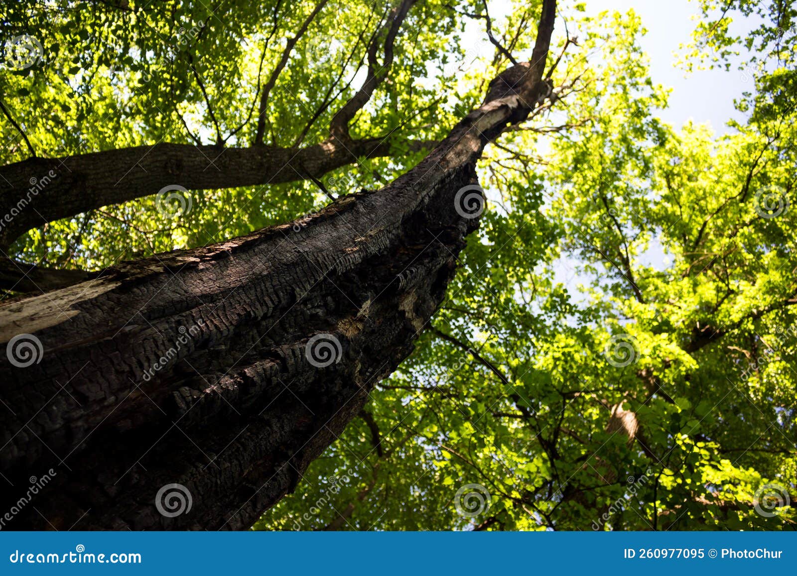 Burnt Charred Tree Growing in the Forest Stock Image - Image of natural ...
