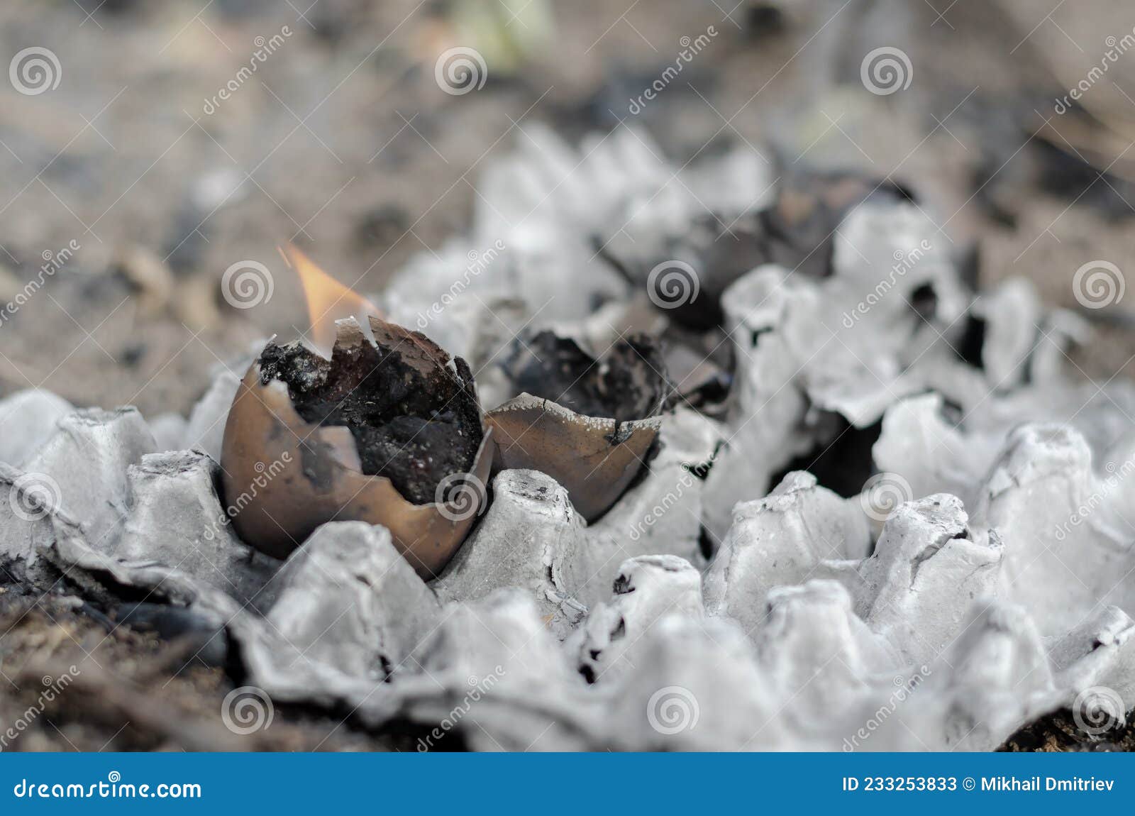 Burnt Chicken Eggs in the Tray. Scorched Chicken Shells in Ashes Stock ...