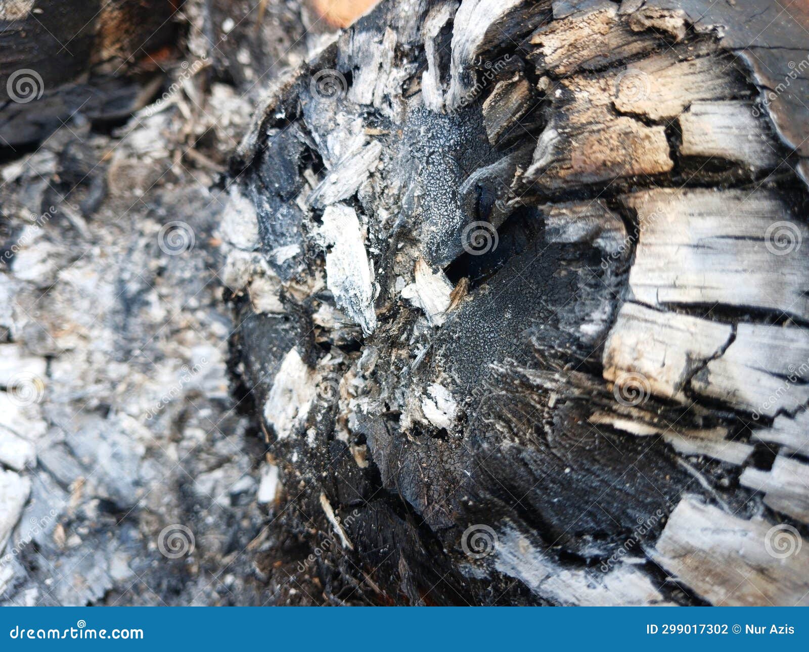 Burnt Coconut Shells in the Garden Stock Photo - Image of firewood ...