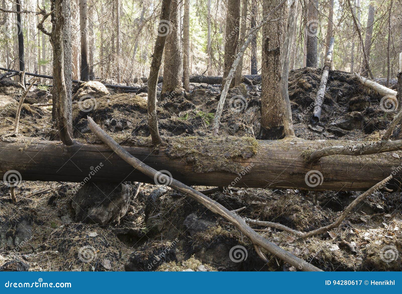Burnt Coniferous Forest after a Forest Fire Stock Image - Image of ...