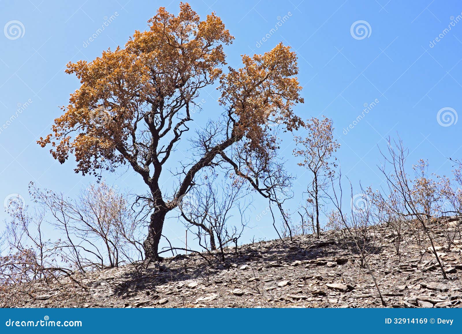 Burnt Cork Tree in Portugal Stock Image - Image of earth, portugal ...