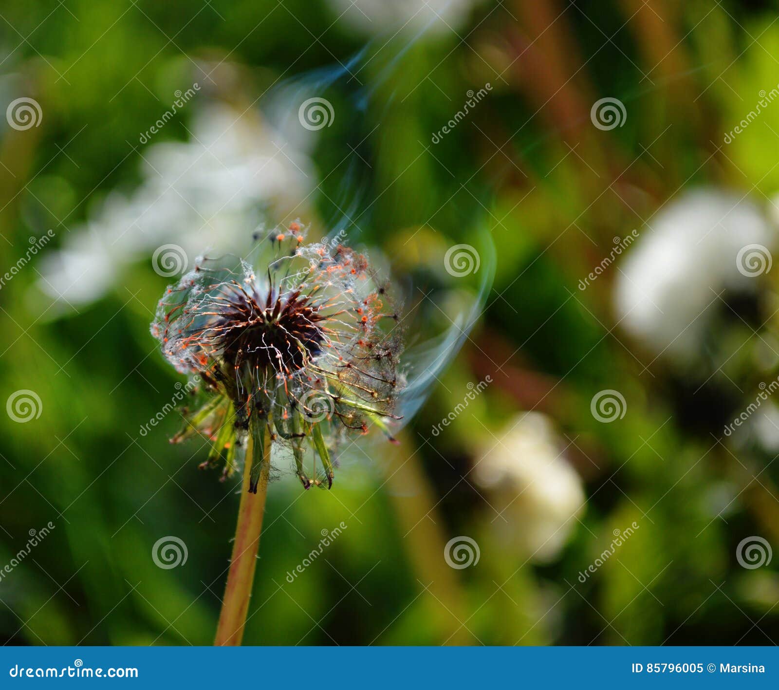 Burnt dandelion stock image. Image of glow, ablaze, greenery - 85796005