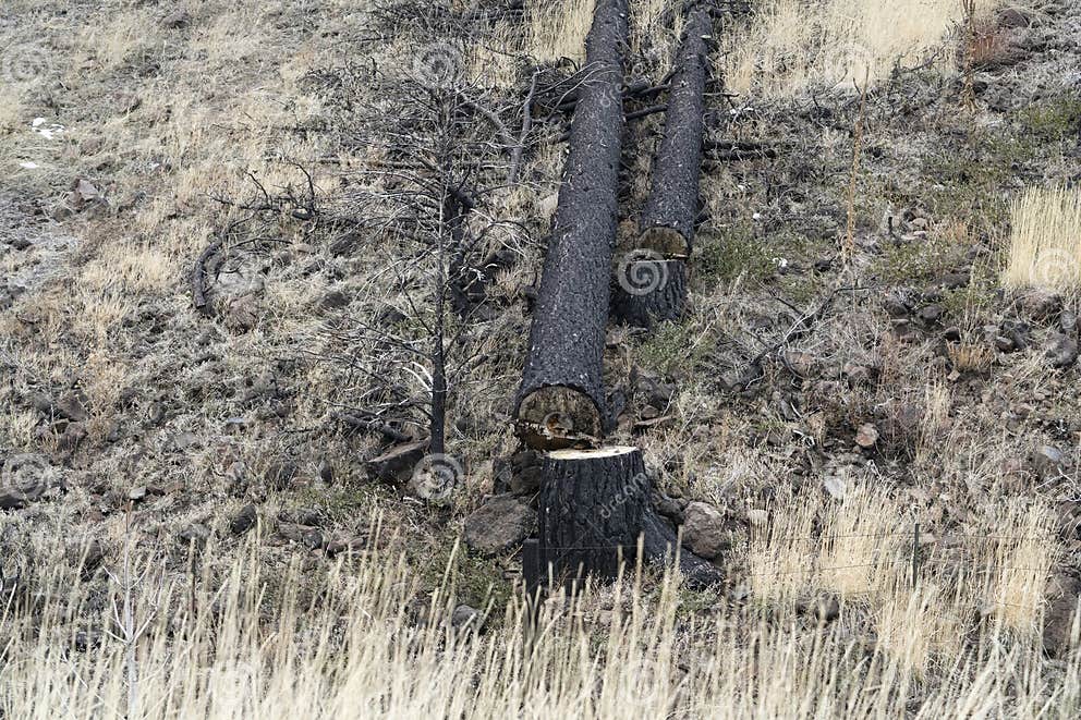 Burnt Dead Tree Cut by Forestry Workers Stock Image - Image of nature ...
