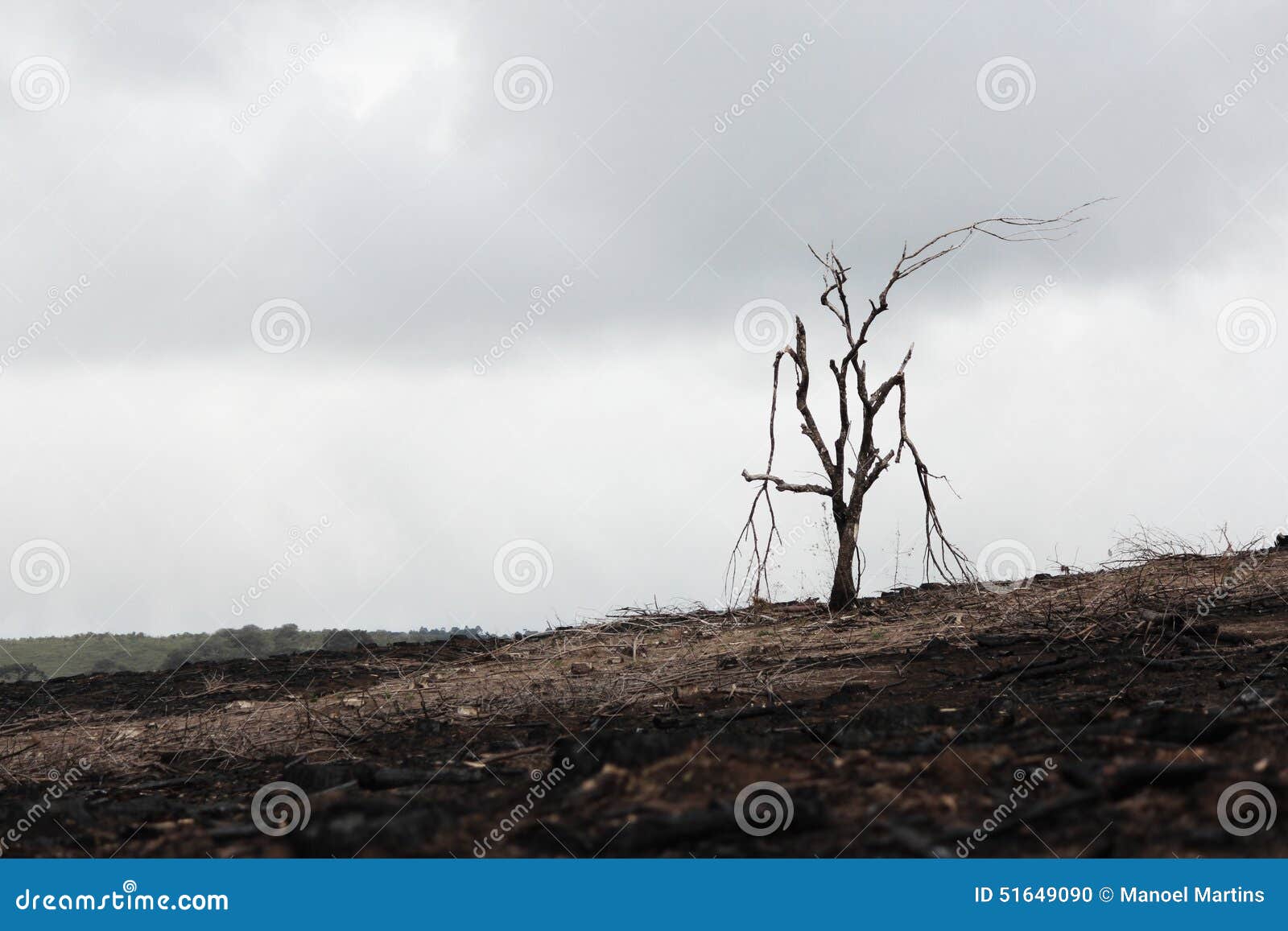Burnt dead tree stock photo. Image of fields, burnt, middle - 51649090