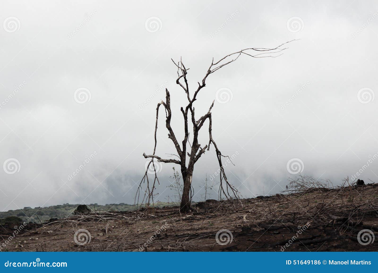Burnt dead tree stock photo. Image of wood, death, middle - 51649186