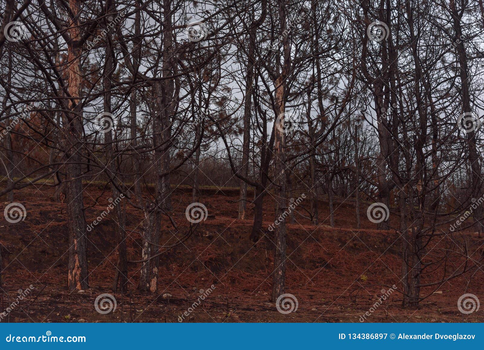Burnt Evergreen Orange Pine Forest Dramatic Landscape Stock Image ...