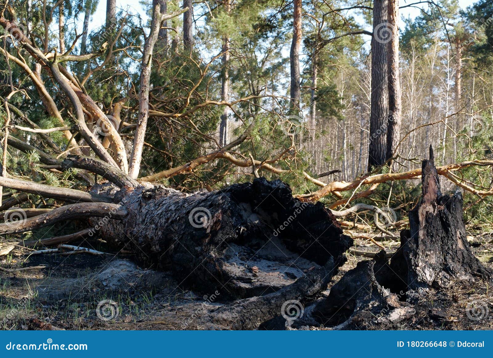 Burnt Fallen Pine Tree Lies in the Forest Stock Photo - Image of fire ...