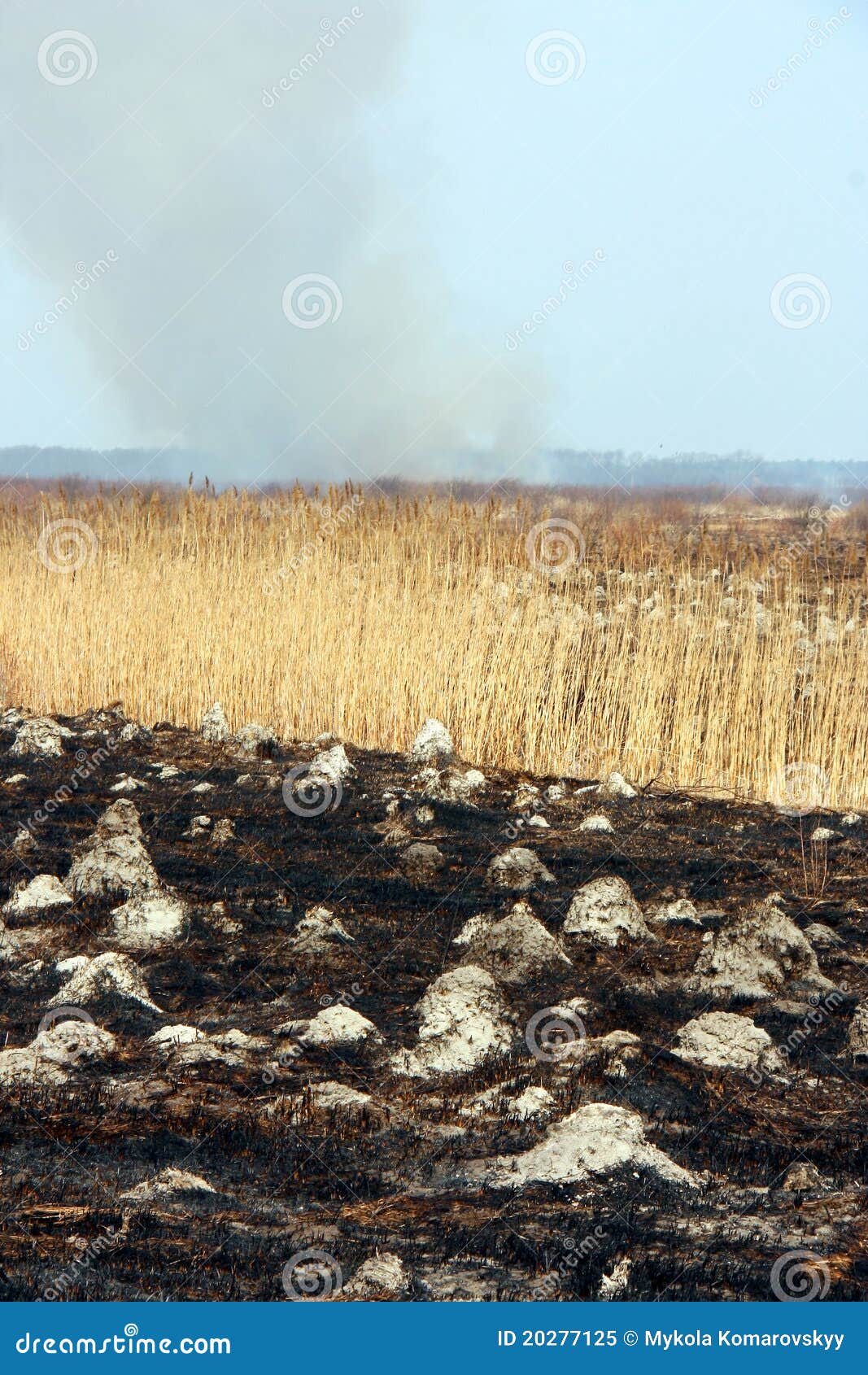 Burnt field stock image. Image of grow, earth, grass - 20277125