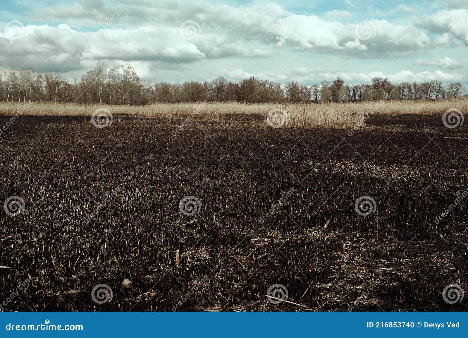 Burnt Field after a Fire Against the Background of Burnt Trees and ...