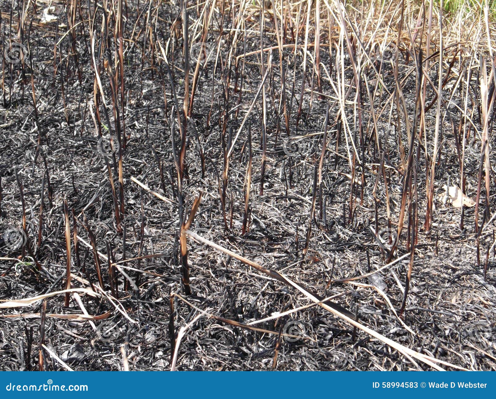 Burnt field stock image. Image of nature, stubble, burnt - 58994583