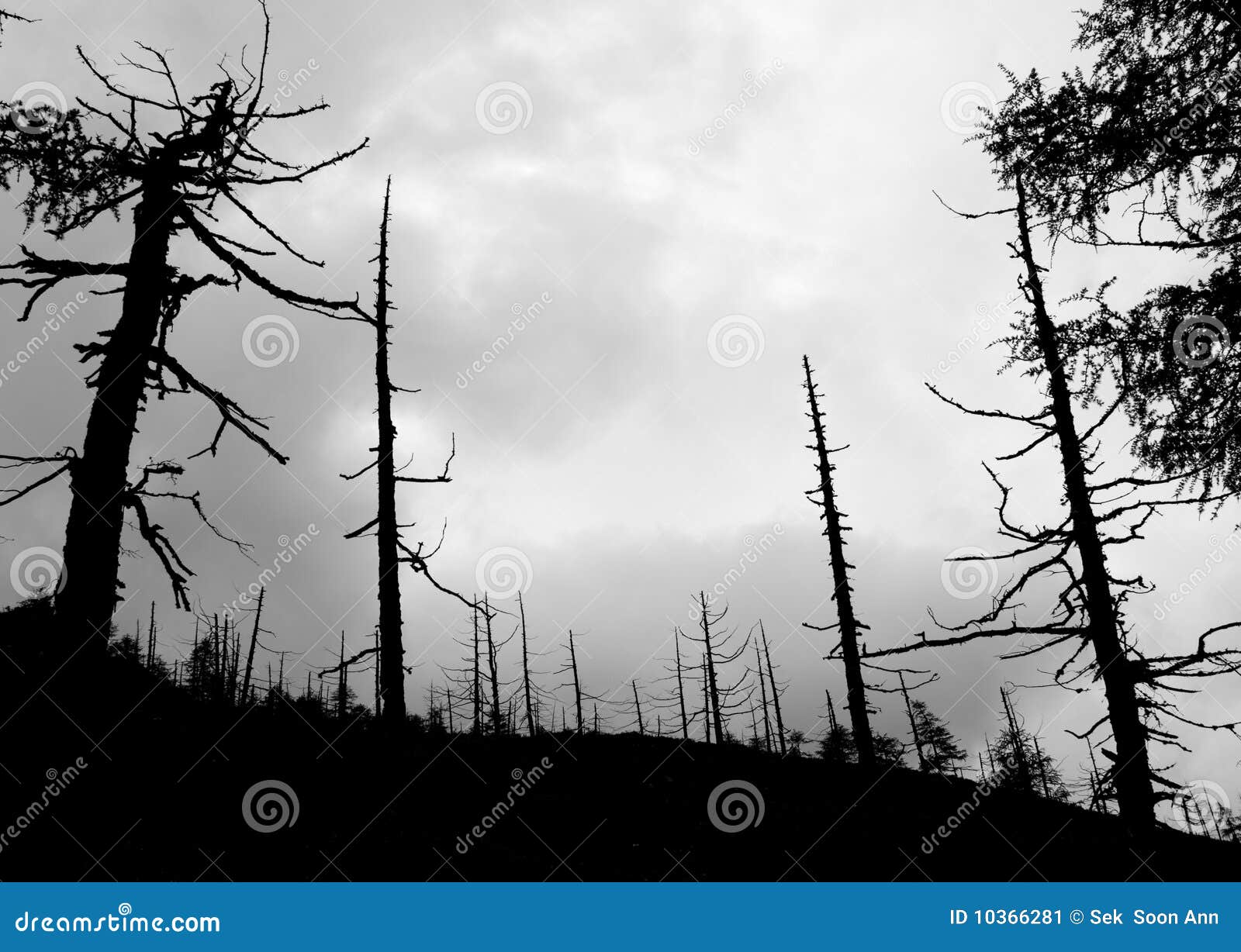 Burnt Forest stock image. Image of fire, forest, shadows - 10366281 Burnt Forest stock image. Image of fire, forest, shadows - 10366281