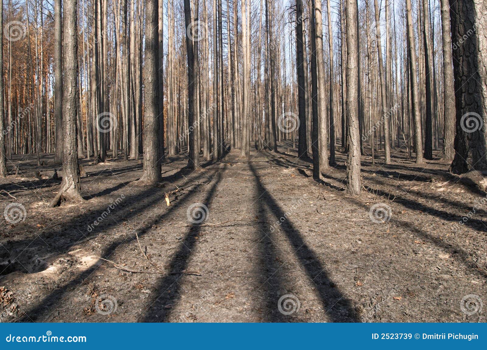 Burnt forest stock image. Image of death, destruction - 2523739