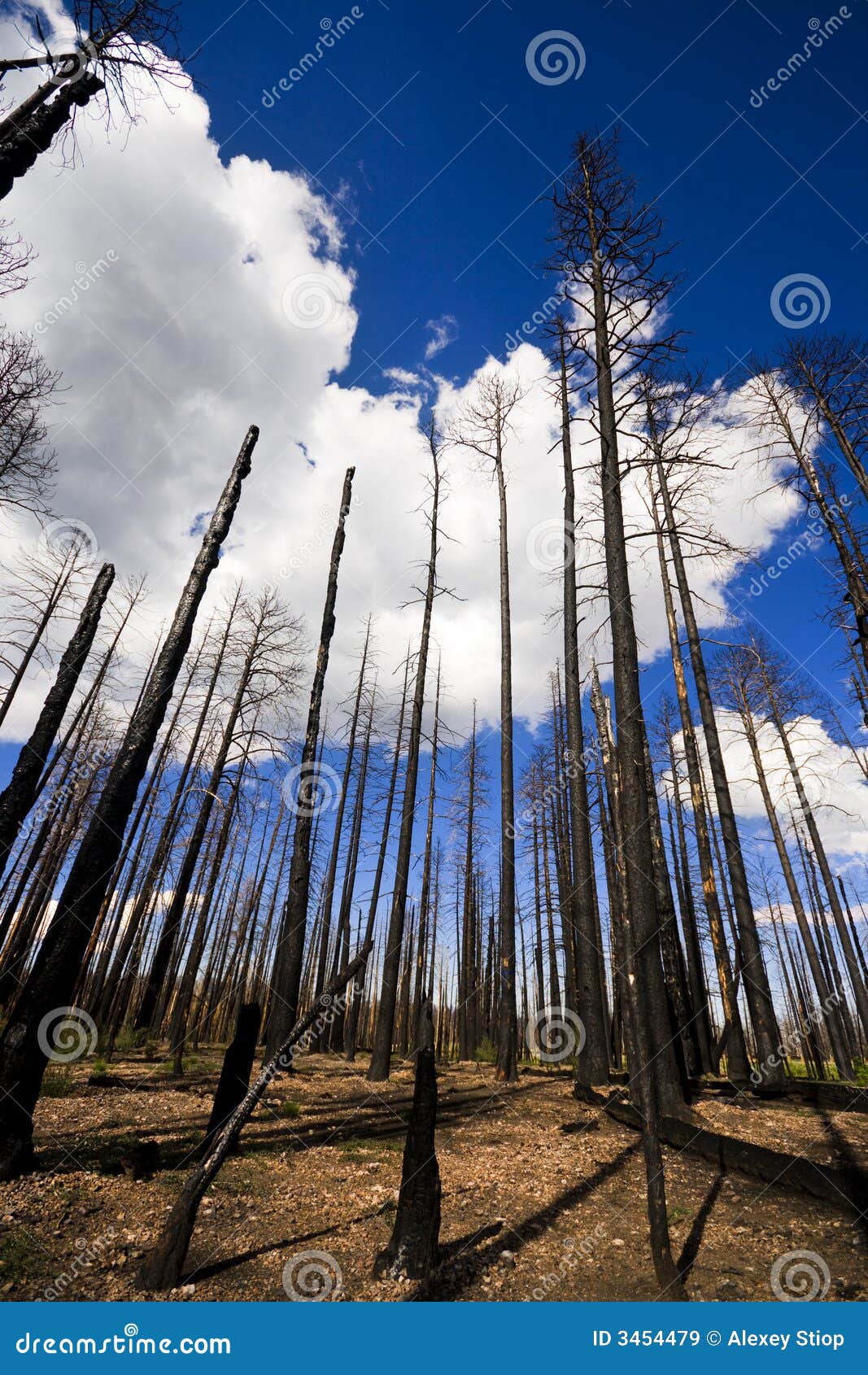 Burnt forest stock image. Image of destruction, trunks - 3454479