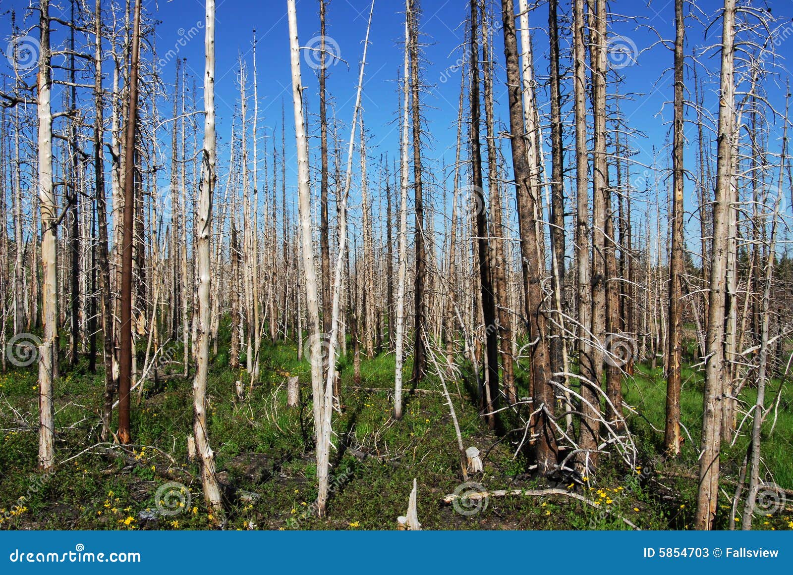 2,117 Burnt Forest Scene Stock Photos - Free & Royalty-Free Stock ...