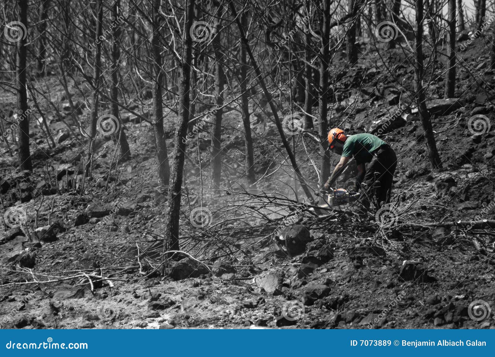 Inflamed Tree Photos - Free & Royalty-Free Stock Photos from Dreamstime