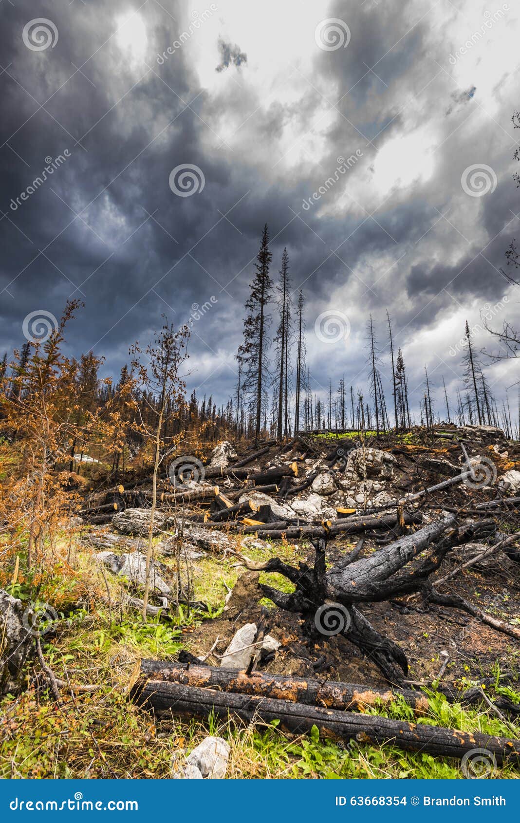 Burnt Forest stock photo. Image of aftermath, damage - 63668354