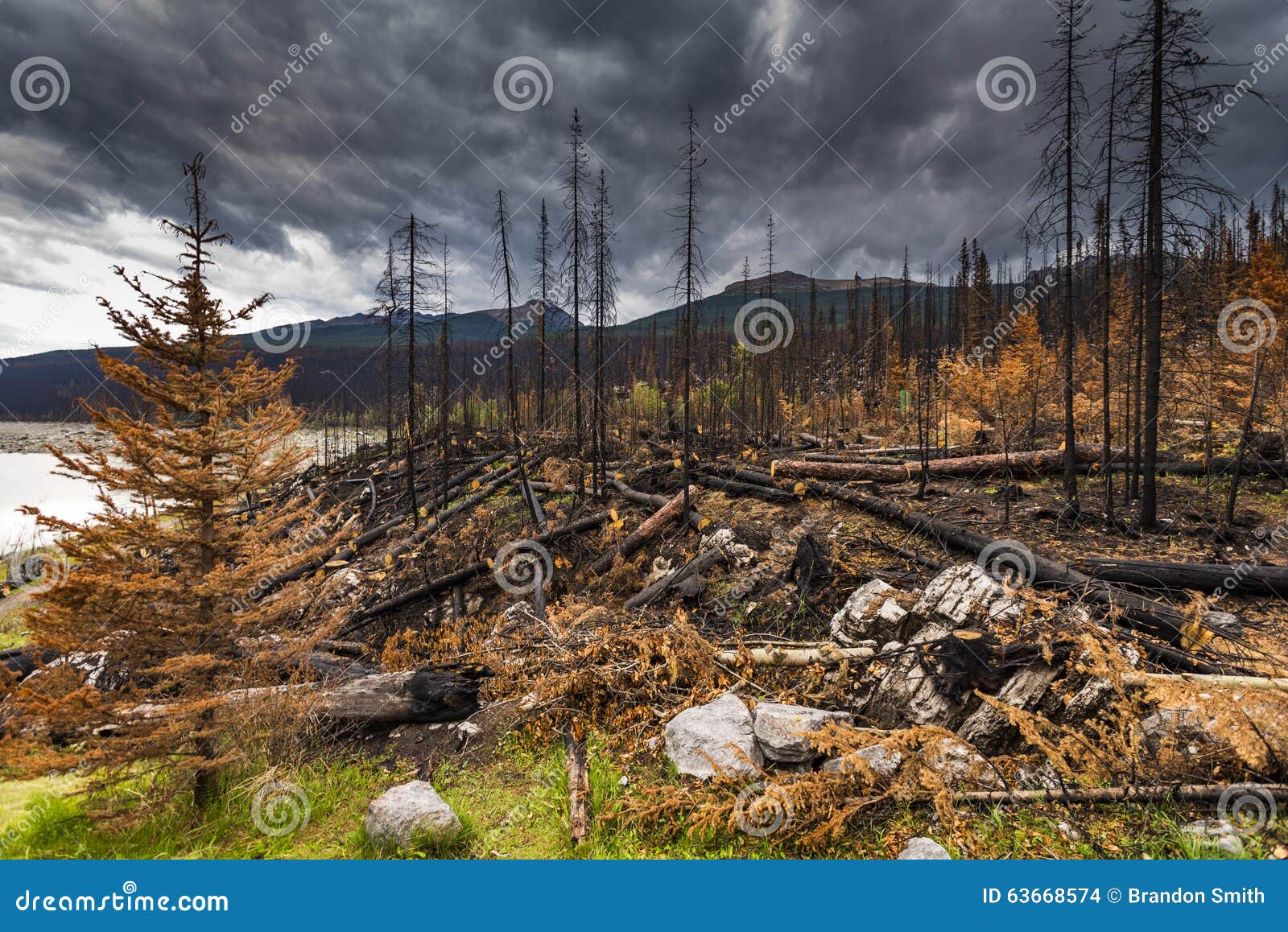 Burnt Forest stock photo. Image of destruction, forest - 63668574