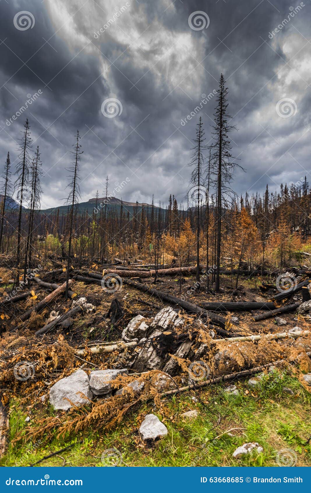 Burnt Forest stock image. Image of aftermath, dead, forestry - 63668685