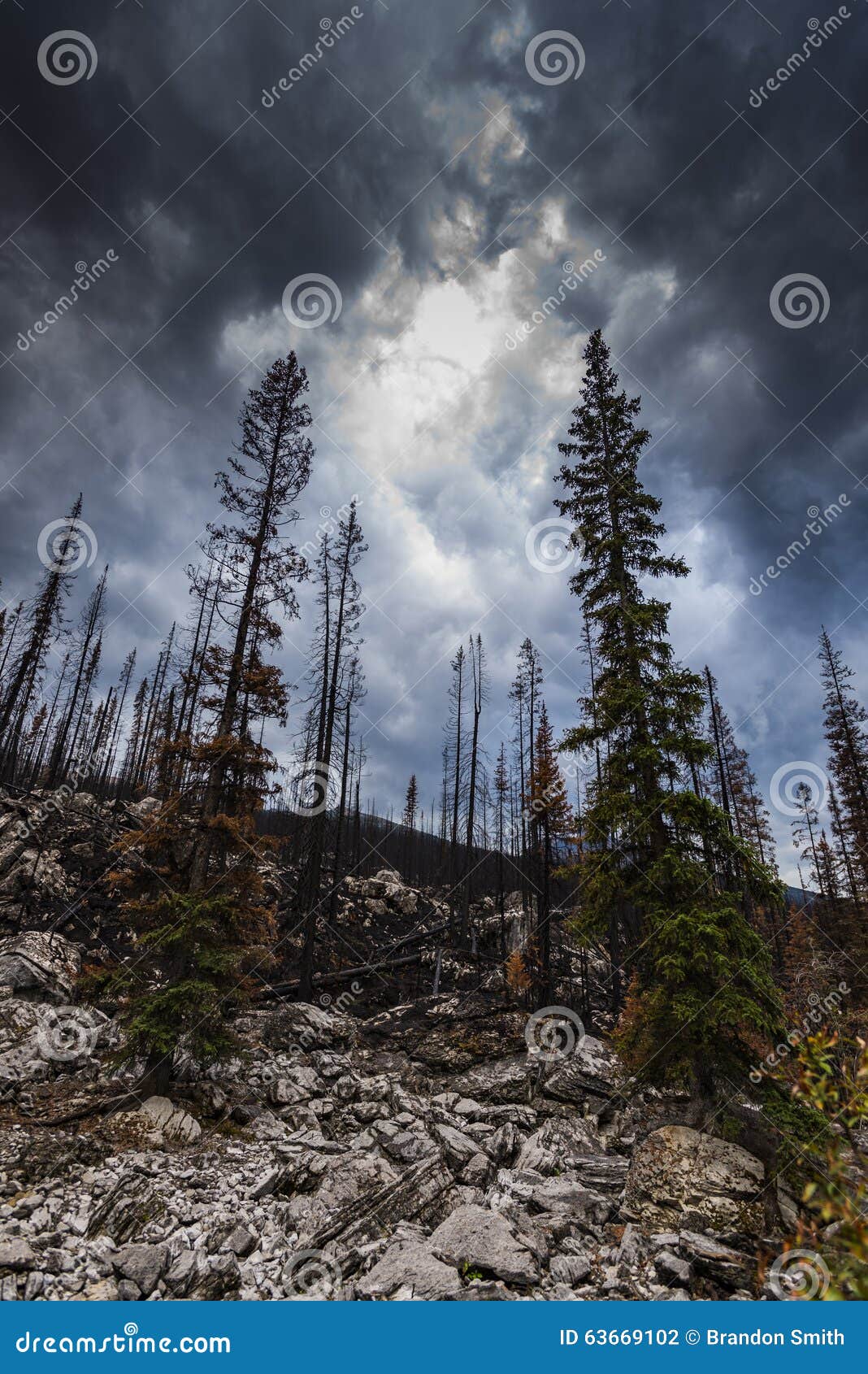 Burnt Forest stock photo. Image of landscape, fire, nature - 63669102