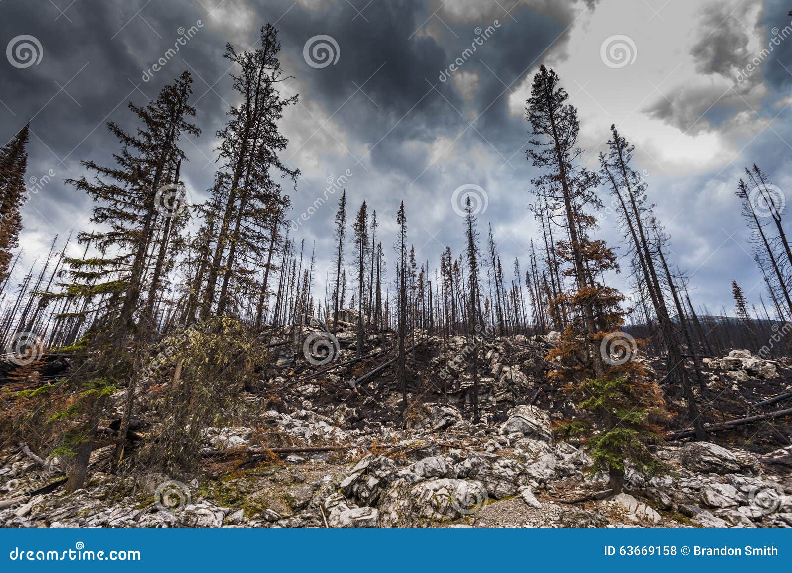 Burnt Forest stock photo. Image of outdoors, emergency - 63669158