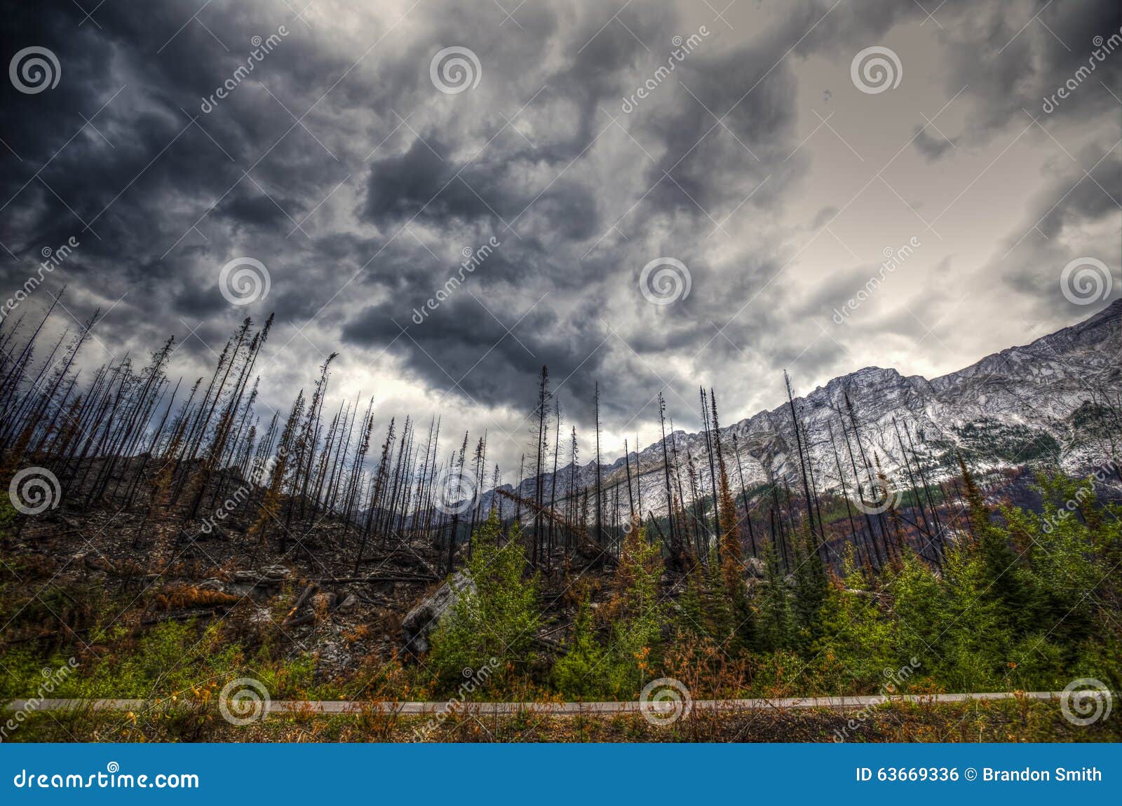 Burnt Forest stock photo. Image of damage, stump, canada - 63669336